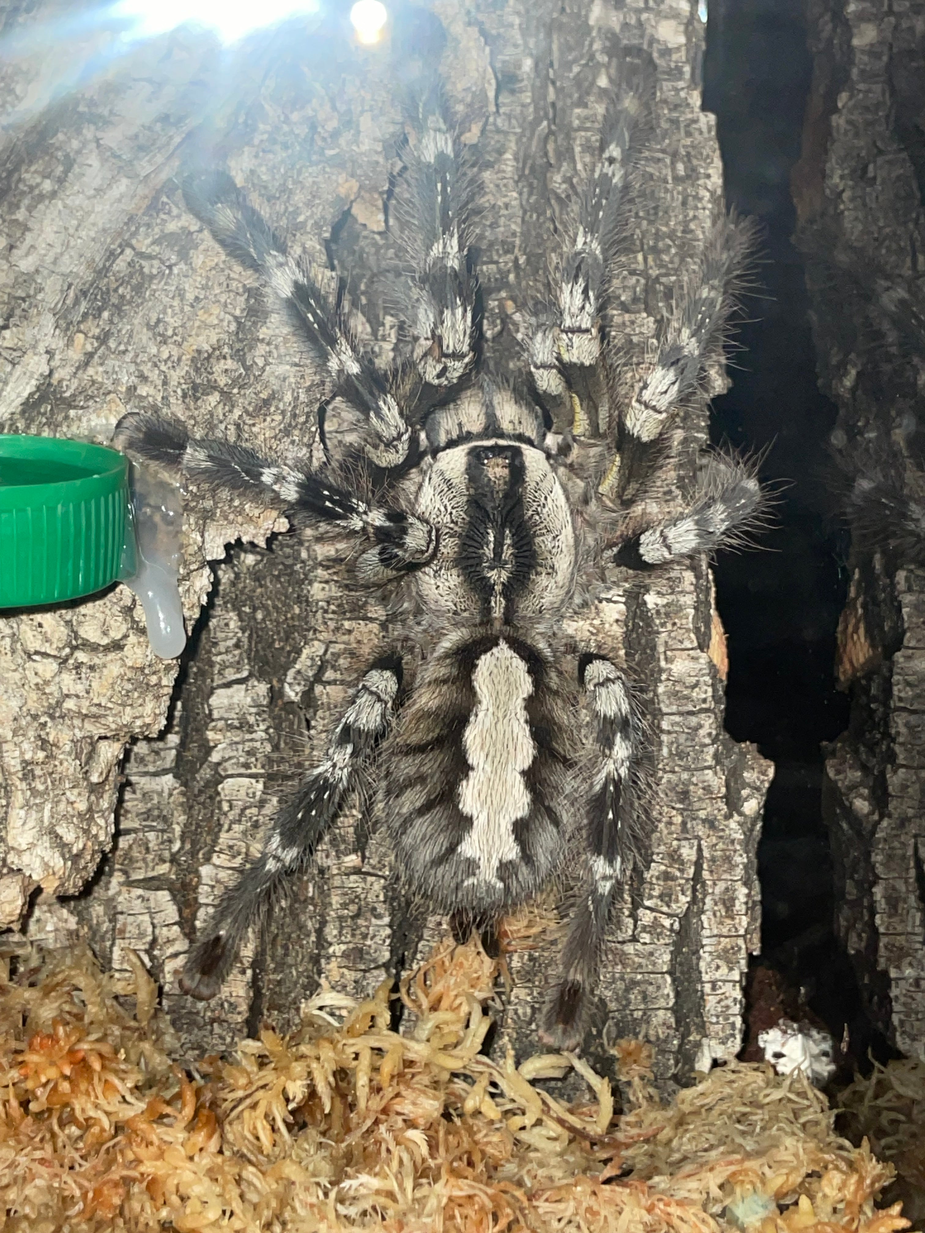 Old world tarantulas – Old Pueblo Exotics