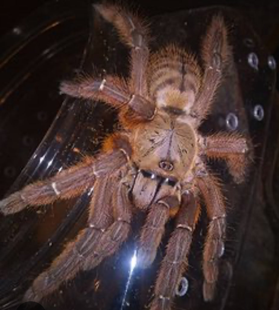 Aspinochilus rufus (Peach earth tiger).75” – Old Pueblo Exotics