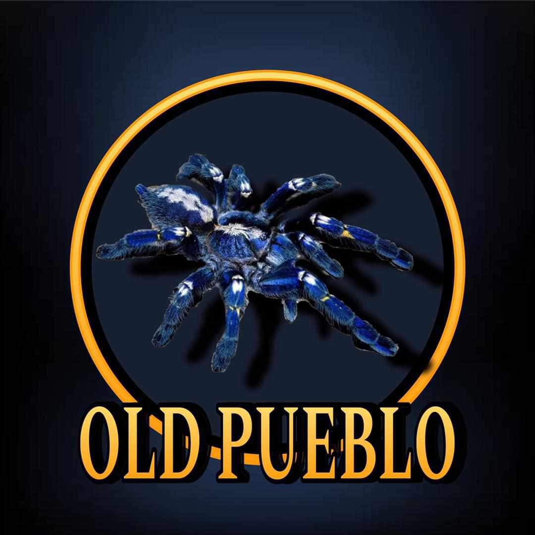 Python brongersmai (Red blood python) baby (animal pictured) – Old ...